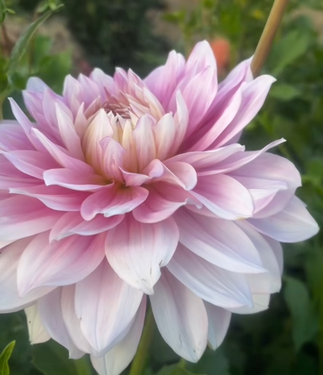 Hapet Papermoon – Belgravia Homestead Dahlias