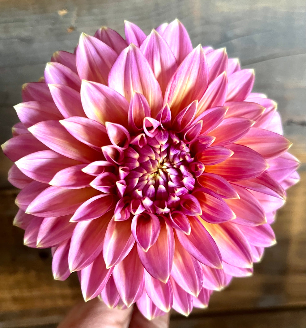 Bloomquist Mojo – Belgravia Homestead Dahlias