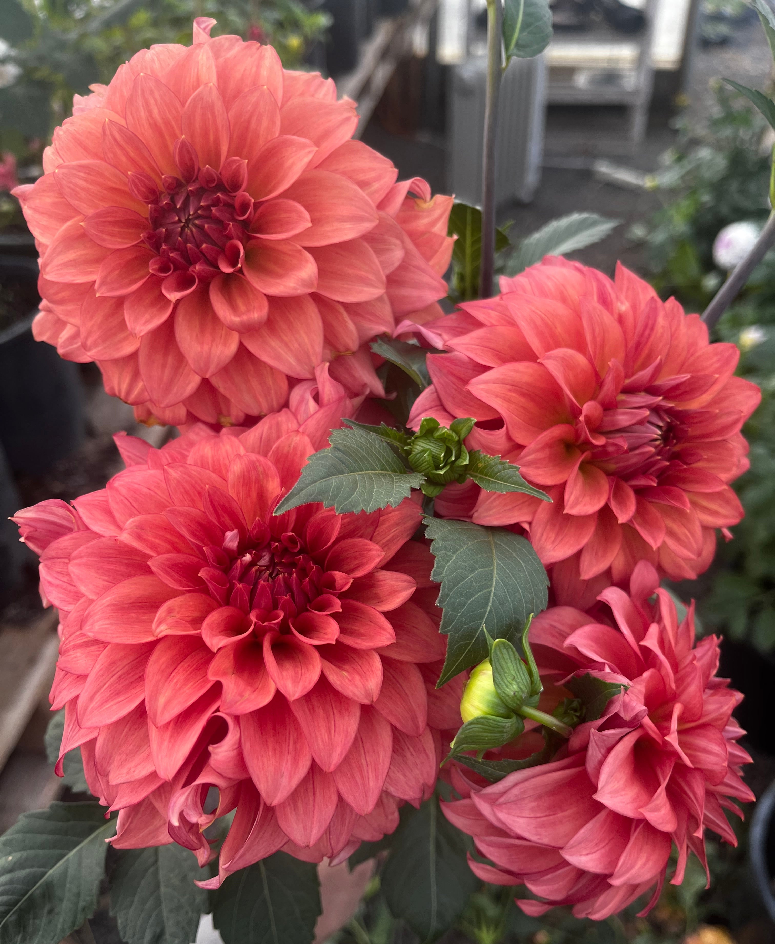 Hapet Smokey – Belgravia Homestead Dahlias